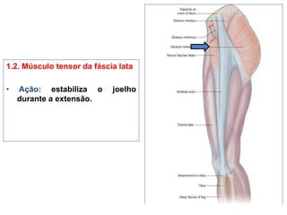 AULA 2 MEMBROS INFERIORES MÚSCULOS DO CÍNGULO (1).pptx