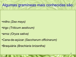 AULA 2 PLANTAS FORRAGEIRAS - PRODUÇÃO ANIMAL .ppt