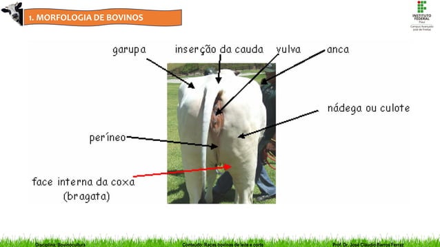 Aula 2_Principais raças bovinas de leite e corte.pdf