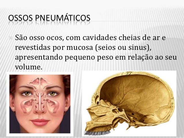 Sistema esquelético