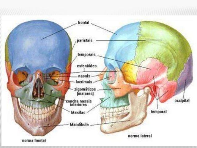 Sistema esquelético