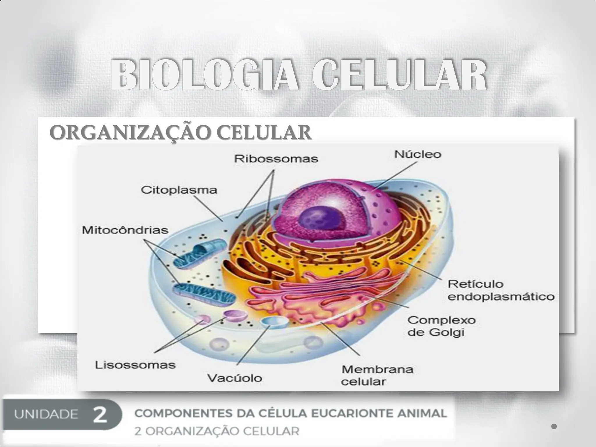 Aula 3- Biologia Celular - Componente da Celula Eucarionte Animal ...