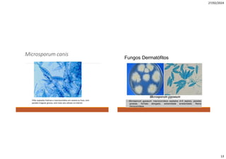 AULA3-MICOLOGIA fala sobre vírus, doença de pele | PDF