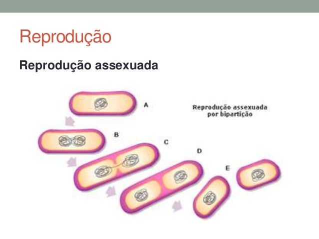 Aula 3 procariontes