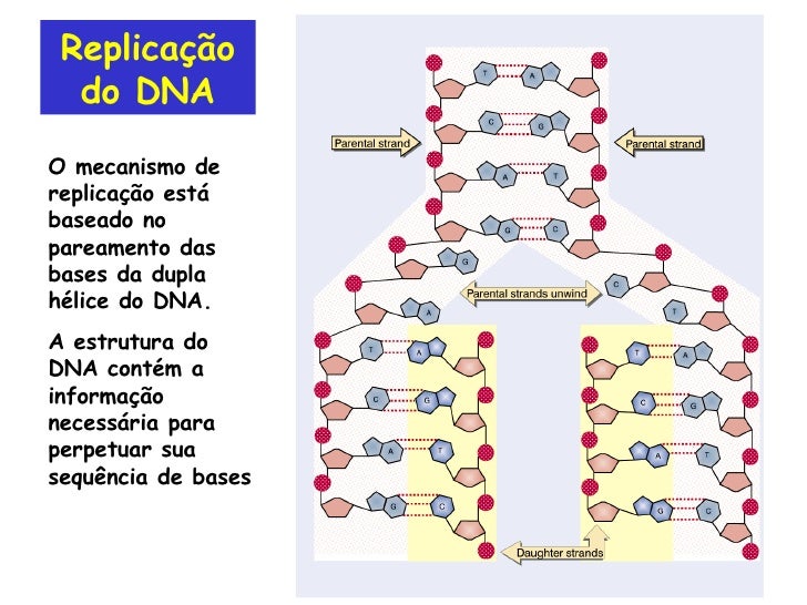 Planilha De Etapas De Replicacao De Dna