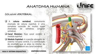 Aula 3 - Sistema Esquelético - Anatomia Humana.pdf