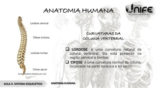 Aula 3 - Sistema Esquelético - Anatomia Humana.pdf