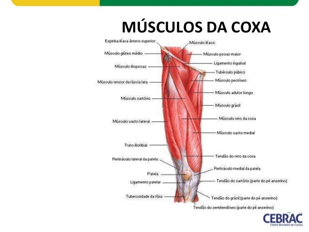Anatomia - sistema muscular