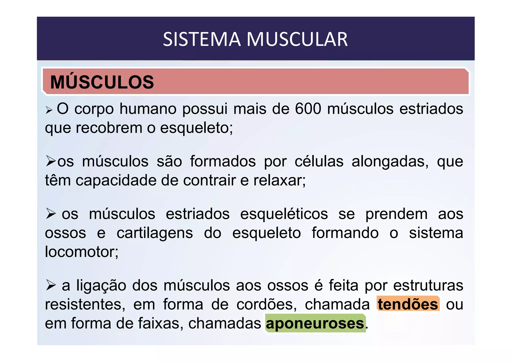 Aula 3 - Sistema Muscular - Prof. Rafael Ramos.pdf