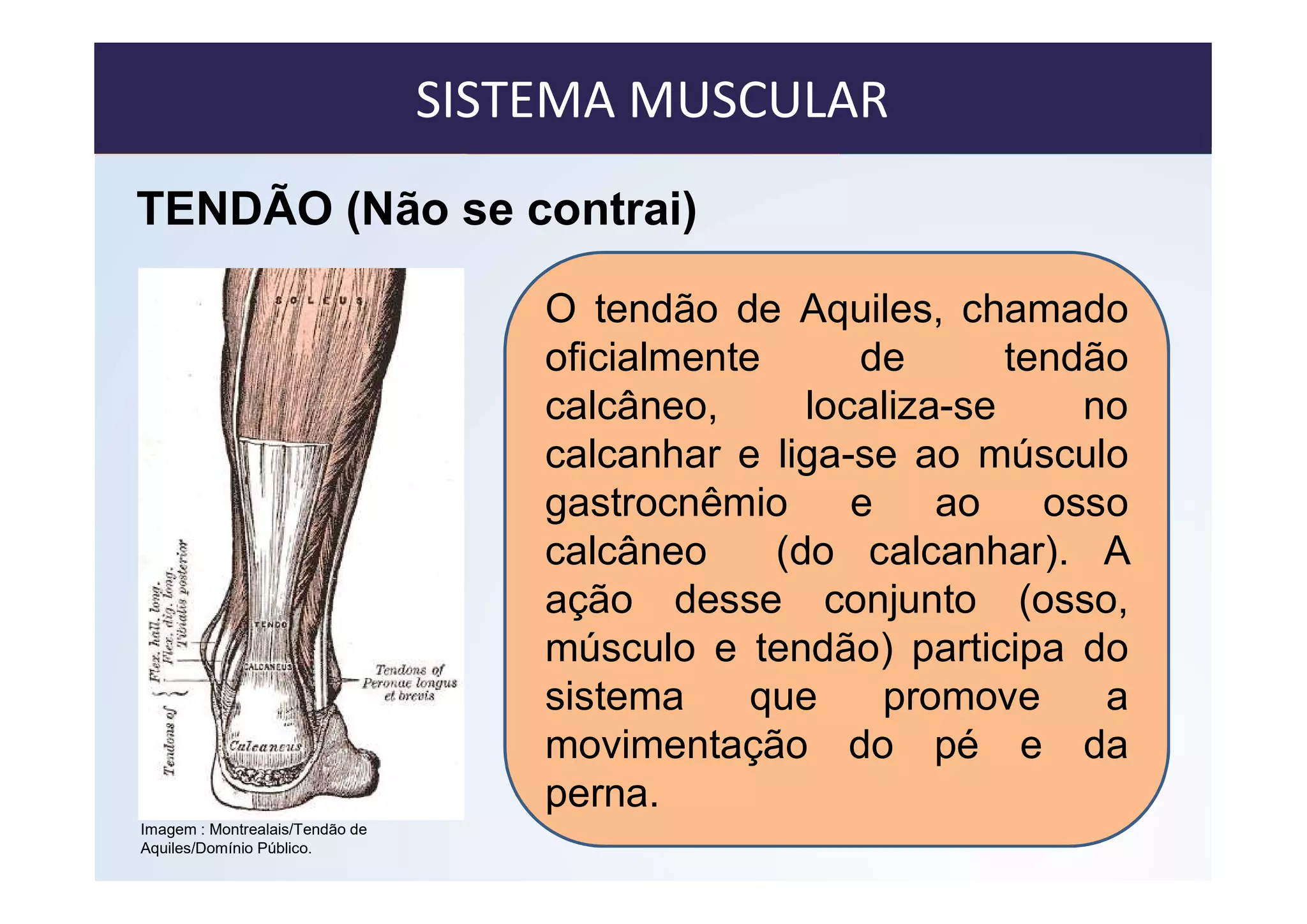 Aula 3 - Sistema Muscular - Prof. Rafael Ramos.pdf
