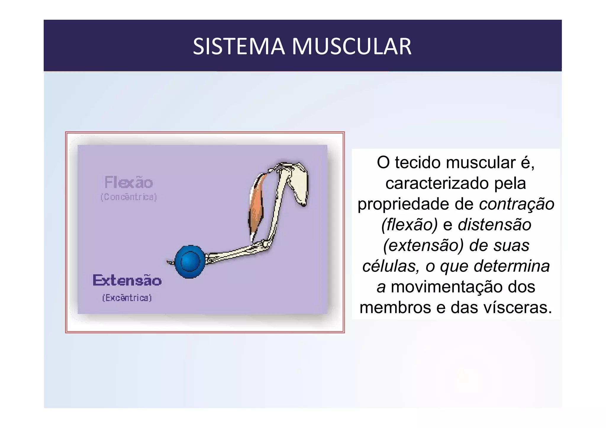 Aula 3 - Sistema Muscular - Prof. Rafael Ramos.pdf