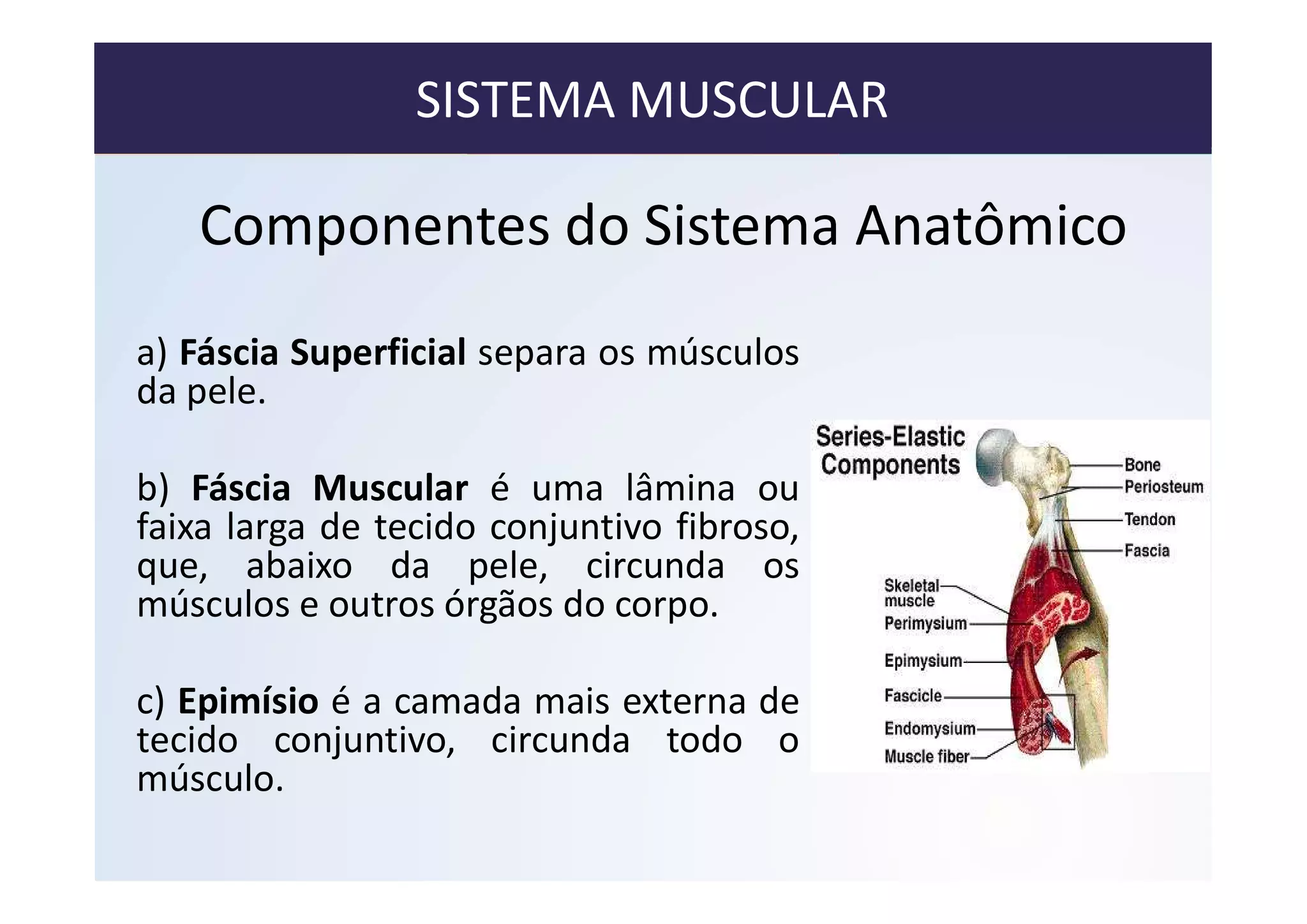 Aula 3 - Sistema Muscular - Prof. Rafael Ramos.pdf