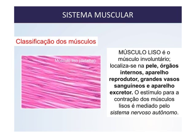 Aula 3 - Sistema Muscular - Prof. Rafael Ramos.pdf