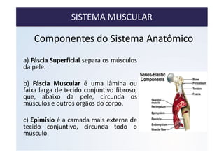 Aula 3 - Sistema Muscular - Prof. Rafael Ramos.pdf