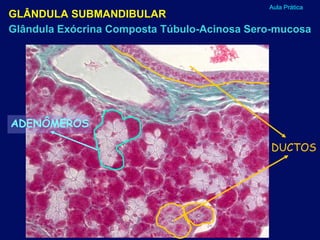 Aula 3 tecido epitelial glandular (1) | PPT