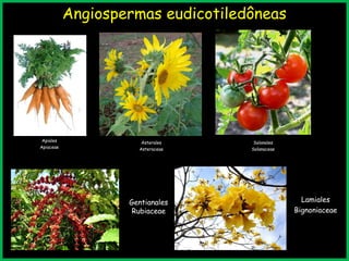 Angiospermas Entenda O Que So Classificao E Exemplos