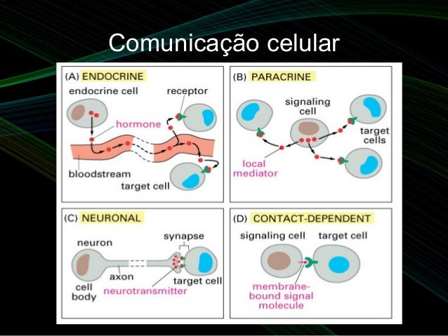 Aula 3 comunicação celular