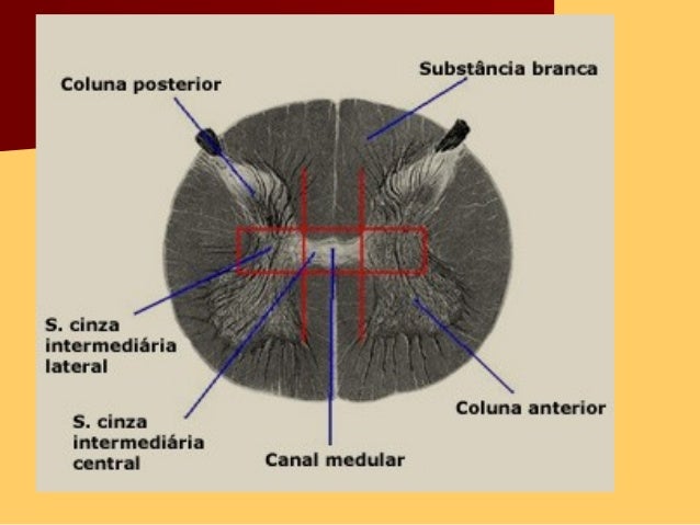 Aula Medula Espinhal Parte 2