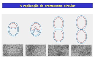 Mecanismos e Enzimas na Replicação do DNA: Estrutura, Função e Processo ...