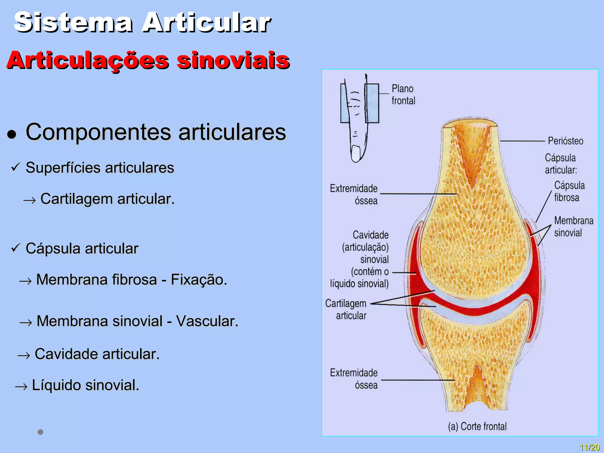 Anatomia - Sistema Articular | PPT