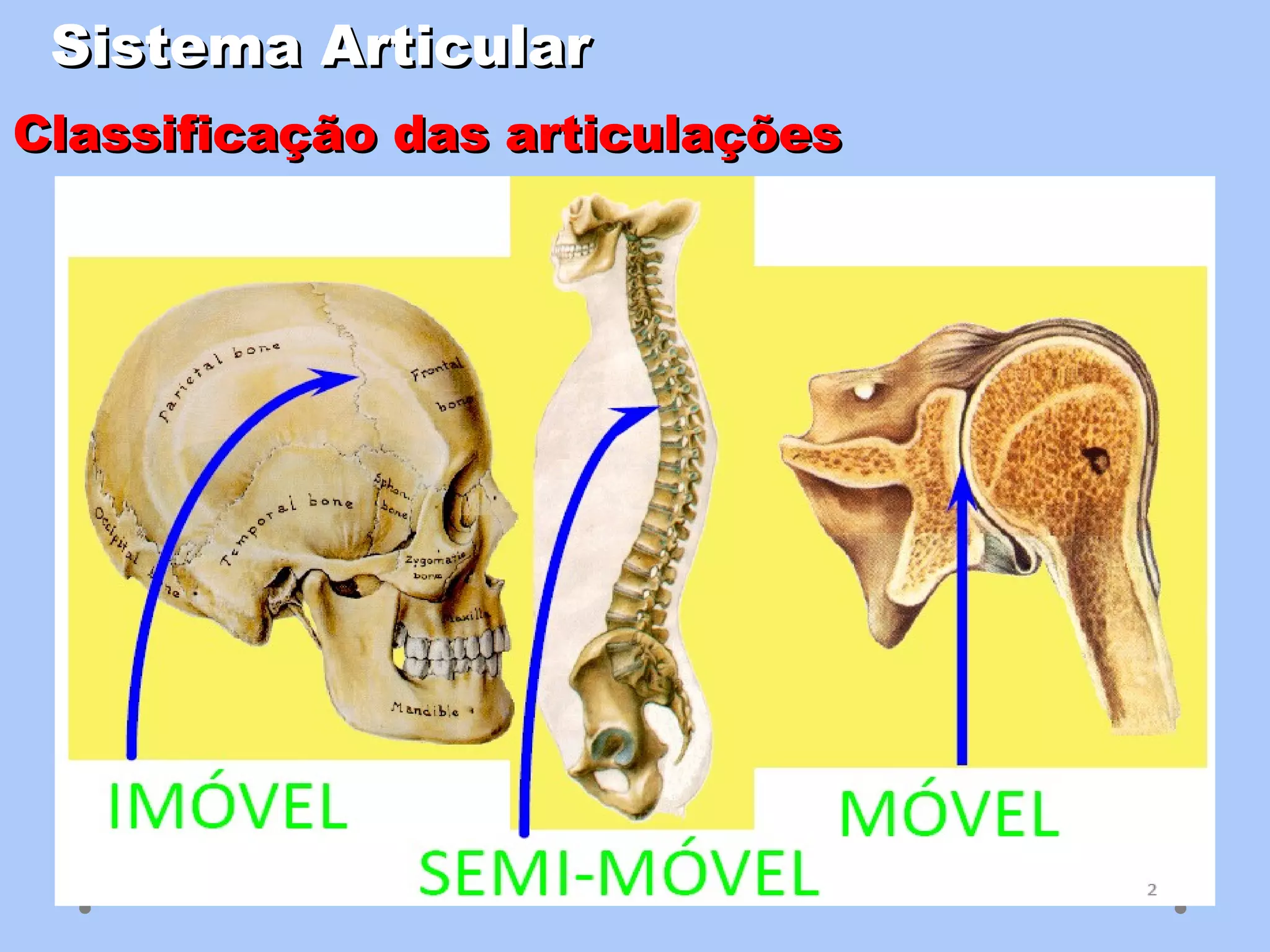 Anatomia - Sistema Articular | PPT