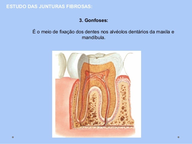Anatomia - Sistema Articular