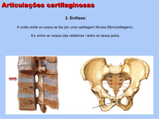 Anatomia - Sistema Articular