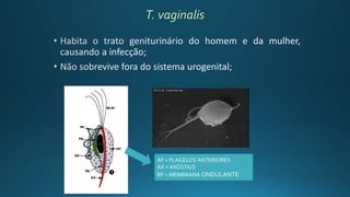 Aula 3 trichomonas | PPTX