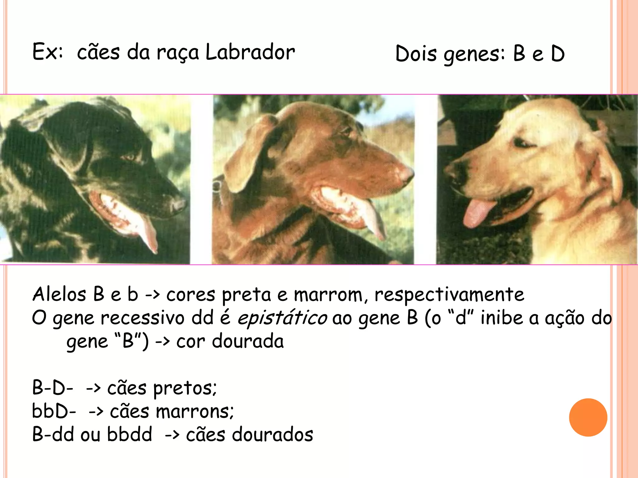 Aula 4 - 2a Lei de Mendel (1).pdf | Genetics | Science