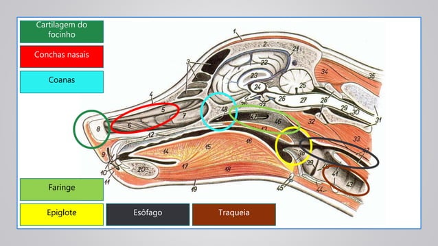 Sistema respiratório veterinária