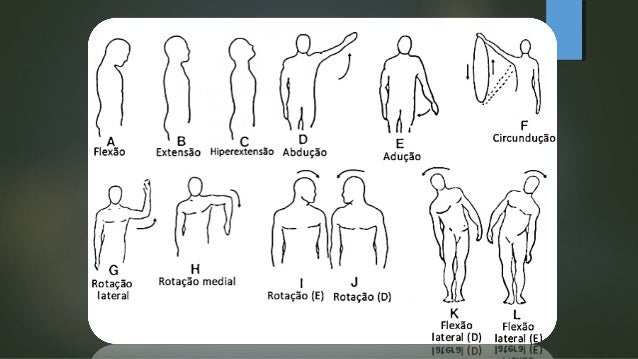 Aula 4 - Artrologia - Anatomia humana I