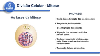 Aula 4- Ciclo Celular Mitose e Meiose .pdf