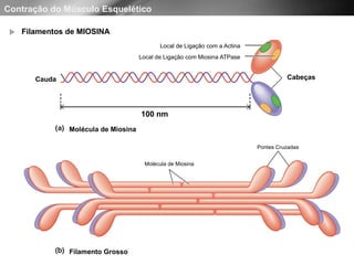 AULA 4 - FISIOLOGIA HUMANA - FISIOLOGIA MUSCULAR 2.pptx