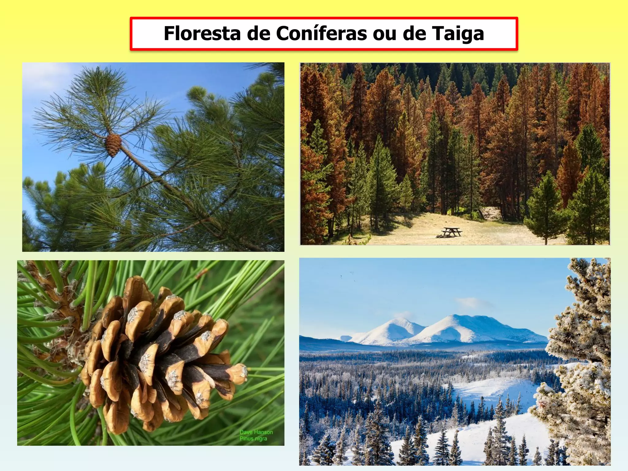 Aula 4 - Fitogeografia - Parte 2.pdf