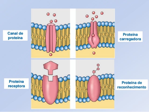 Aula 4 membrana celular e transporte