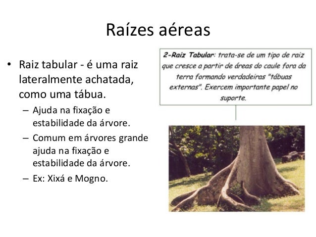 Aula 4 Prof. Guth Berger