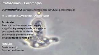 Aula 4 - Reino Protista - protozoários e algas.pdf