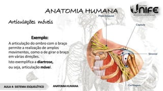 Aula 4 - Sistema Articular- Anatomia Humana.pdf
