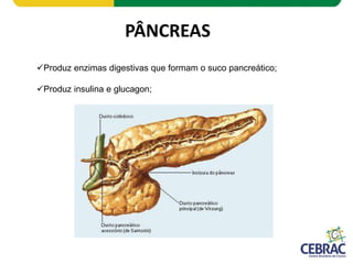 Anatomia - sistema digestivo | PPTX