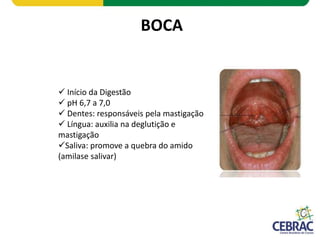 Anatomia - sistema digestivo | PPTX