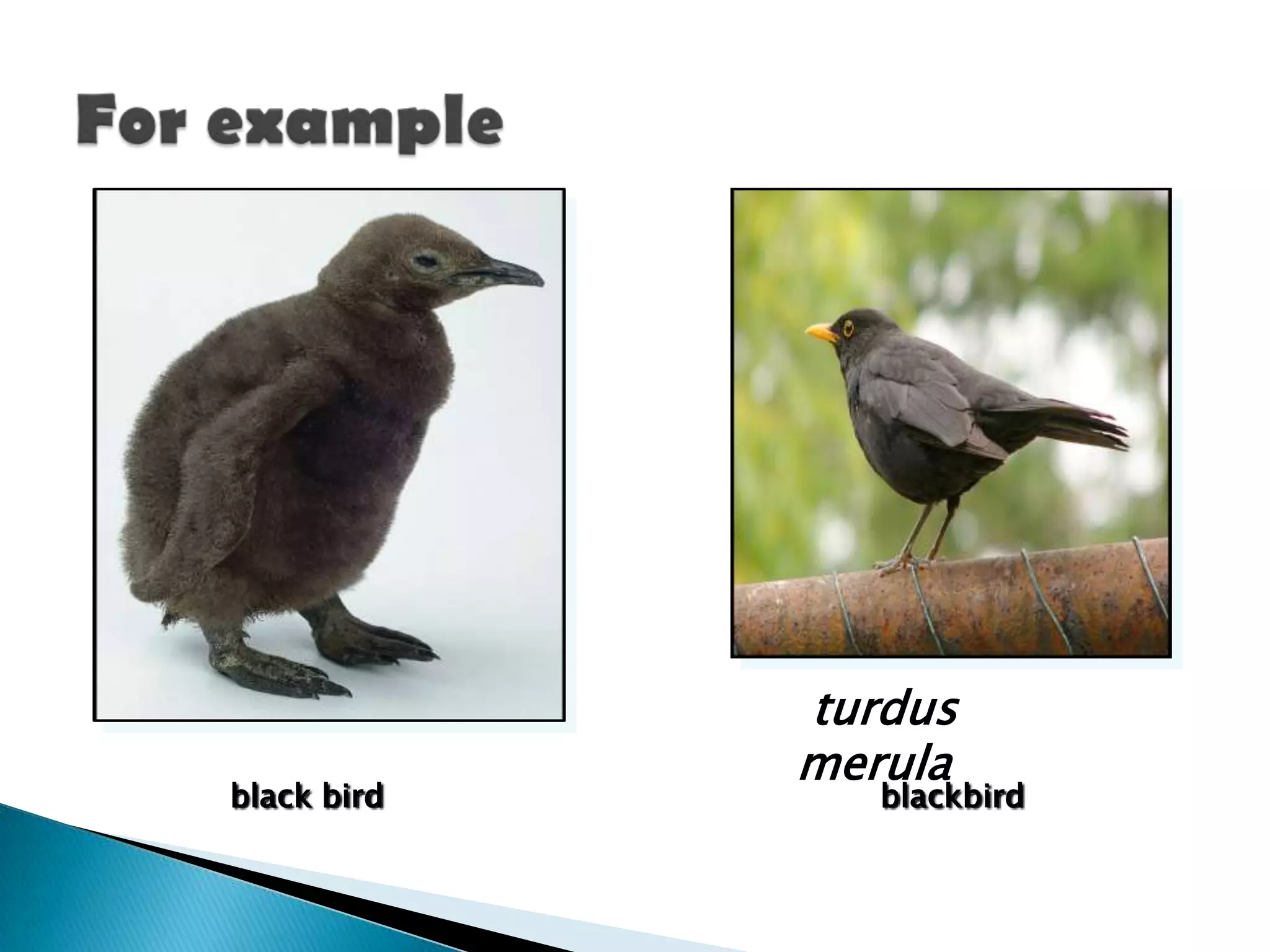 Aula 4 word formation | PPTX