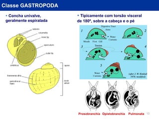 AULA 4 A BIOLOGIA GEOLOGOS. zoologia, reino animal | PDF