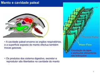 AULA 4 A BIOLOGIA GEOLOGOS. zoologia, reino animal | PDF