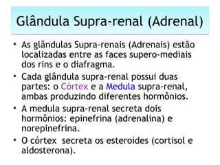 Anatomia - Sistema Urinário | PPT