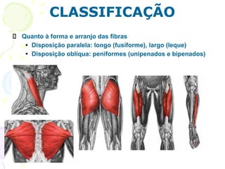 Aula 4 Introdução a Miologia - Os músculos do corpo Humano | PDF