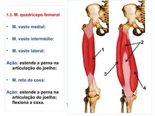 AULA 4 MEMBROS INFERIORES MÚSCULOS DA COXA.pptx