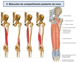 AULA 4 MEMBROS INFERIORES MÚSCULOS DA COXA.pptx