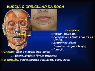 AULA 4 MUSCULO DA CABECA_Anatomia humana | PPT