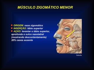 AULA 4 MUSCULO DA CABECA_Anatomia humana | PPT