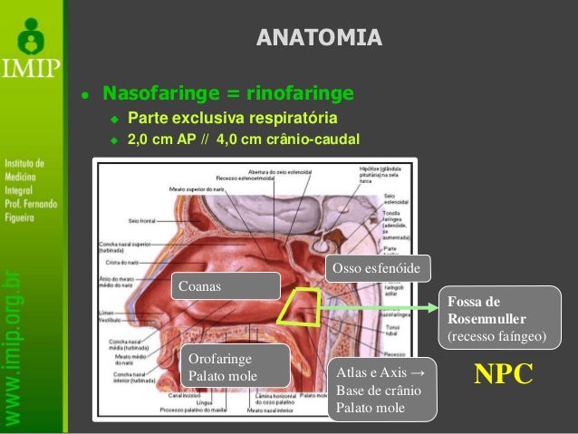 Aula 4 nasofaringe